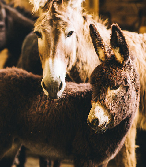 Producteur de lait d'ânesse bio en France - Asinerie de France